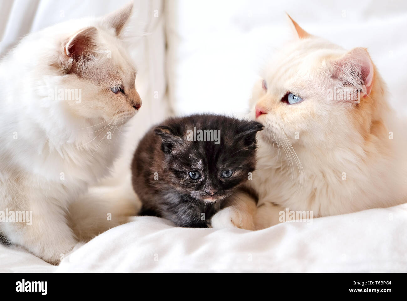 Sacred cat of burma Stock Photo - Alamy