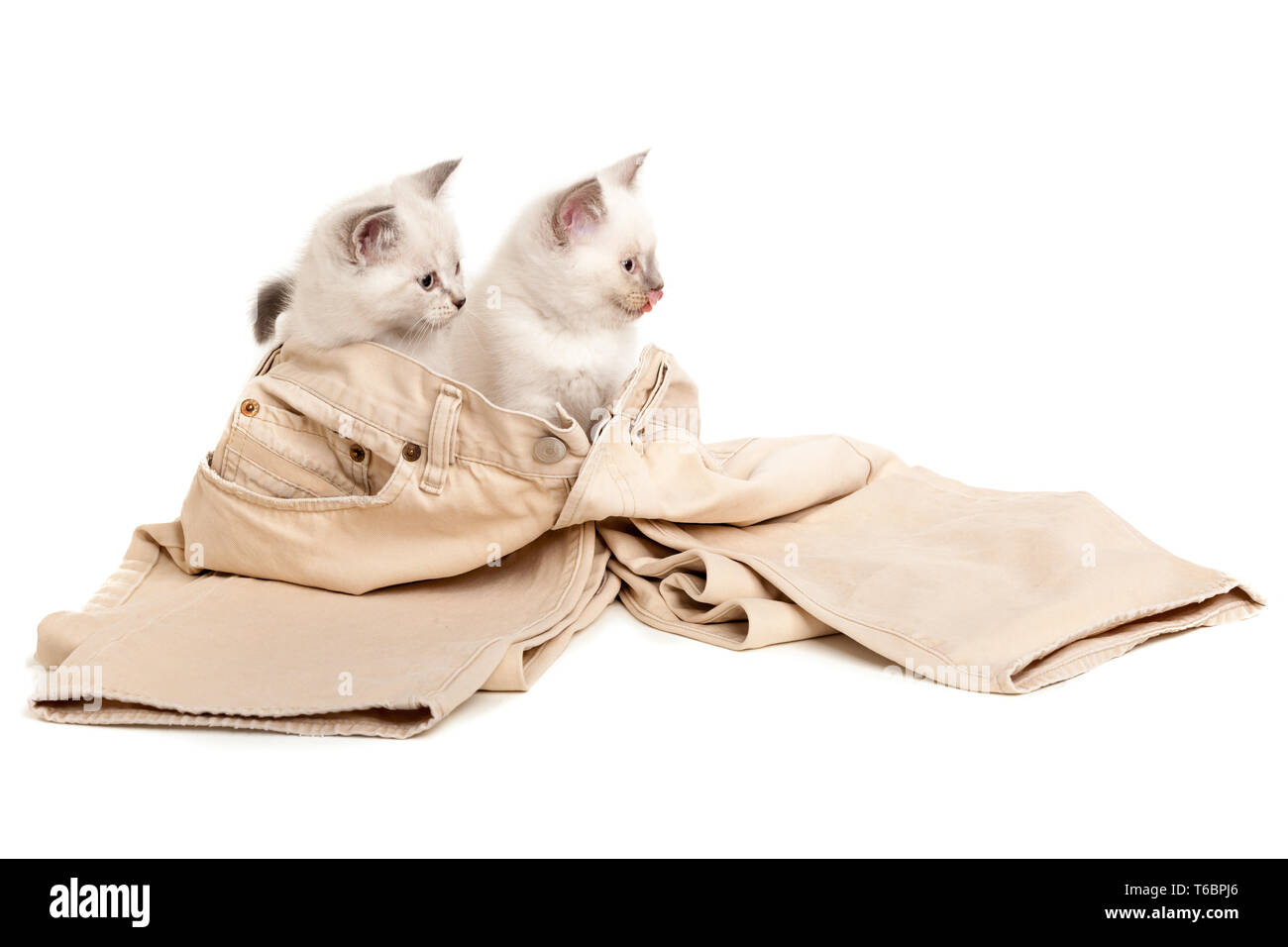 Cute weeks old british Cut Out Stock Images & Pictures - Alamy