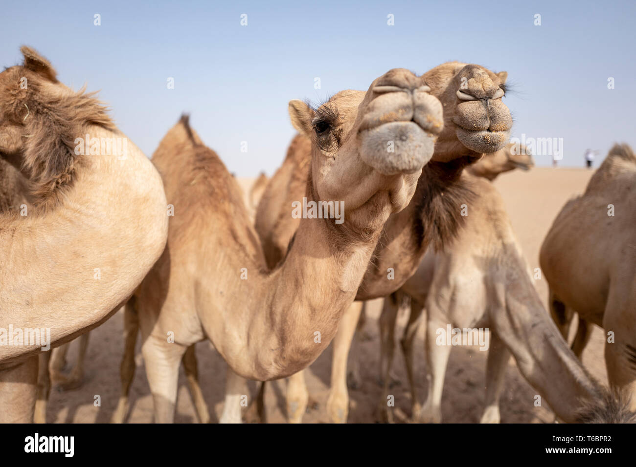 Arabian dromedary camel in Abu Dhabi, UAE Stock Photo - Alamy