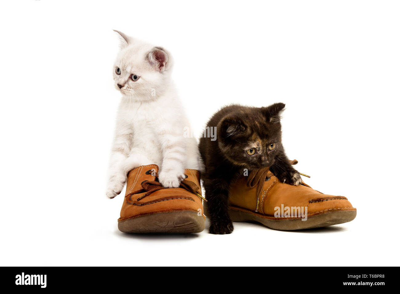 Cute weeks old british Cut Out Stock Images & Pictures - Alamy