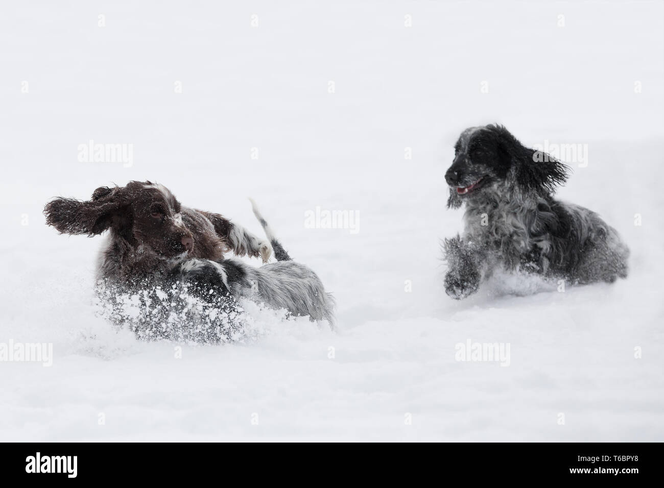two english cocker spaniel dog playing in snow winter Stock Photo - Alamy