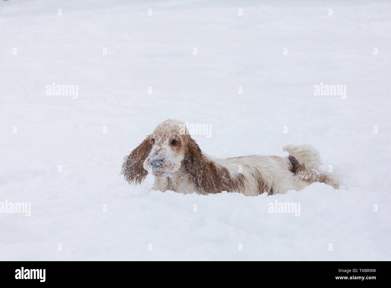 english cocker spaniel dog playing in snow winter Stock Photo - Alamy