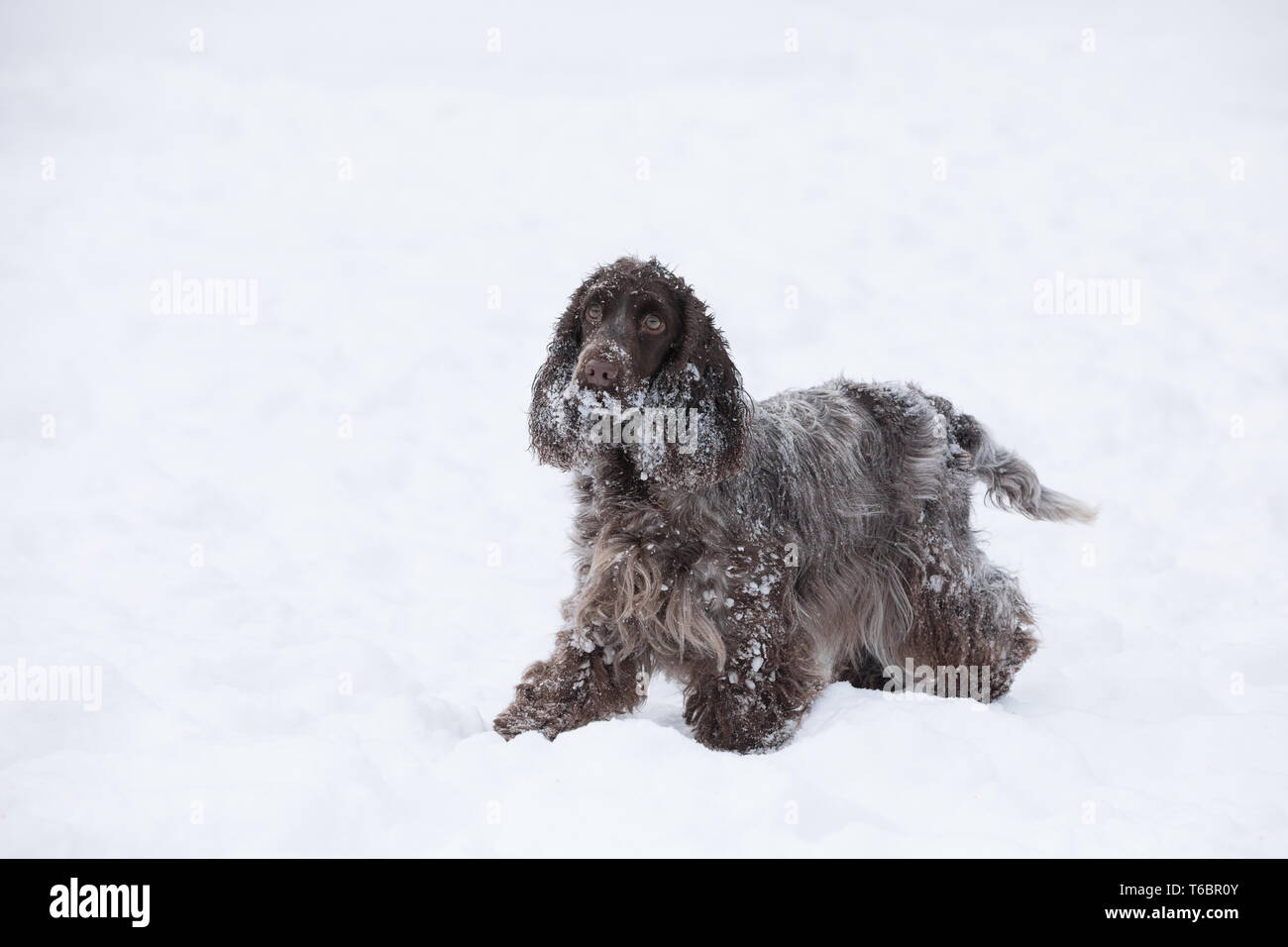 Cocker spaniel in the snow hi-res stock photography and images - Alamy