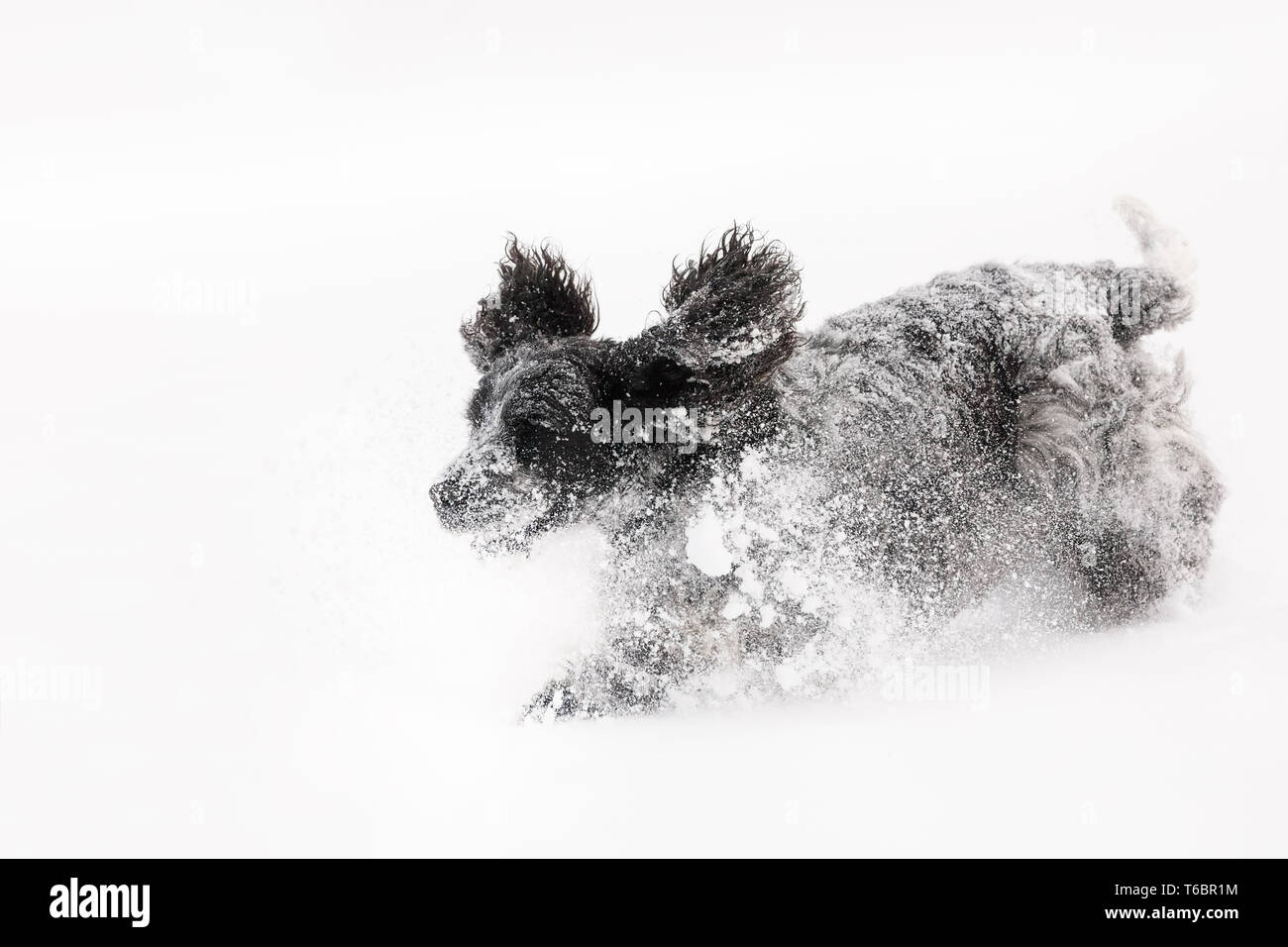 english cocker spaniel dog playing in snow winter Stock Photo - Alamy