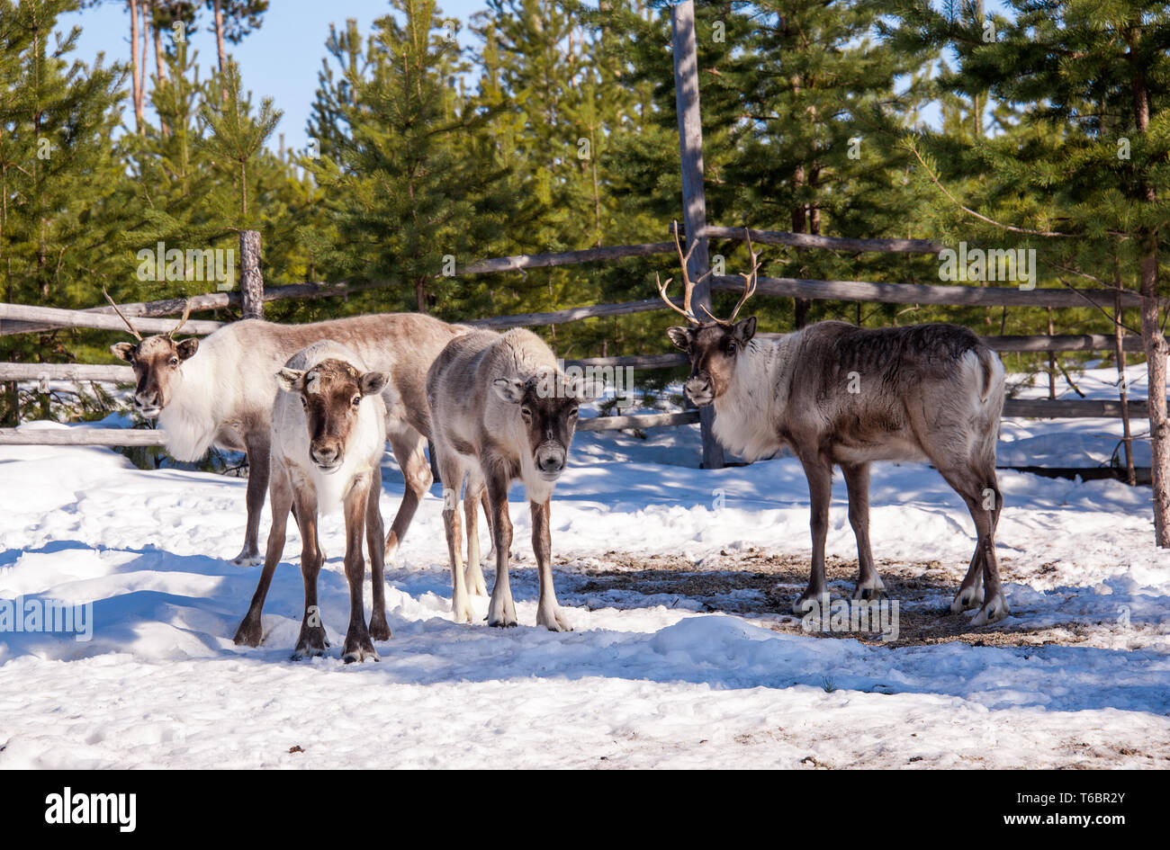 Reindeer with big horns Stock Photo - Alamy