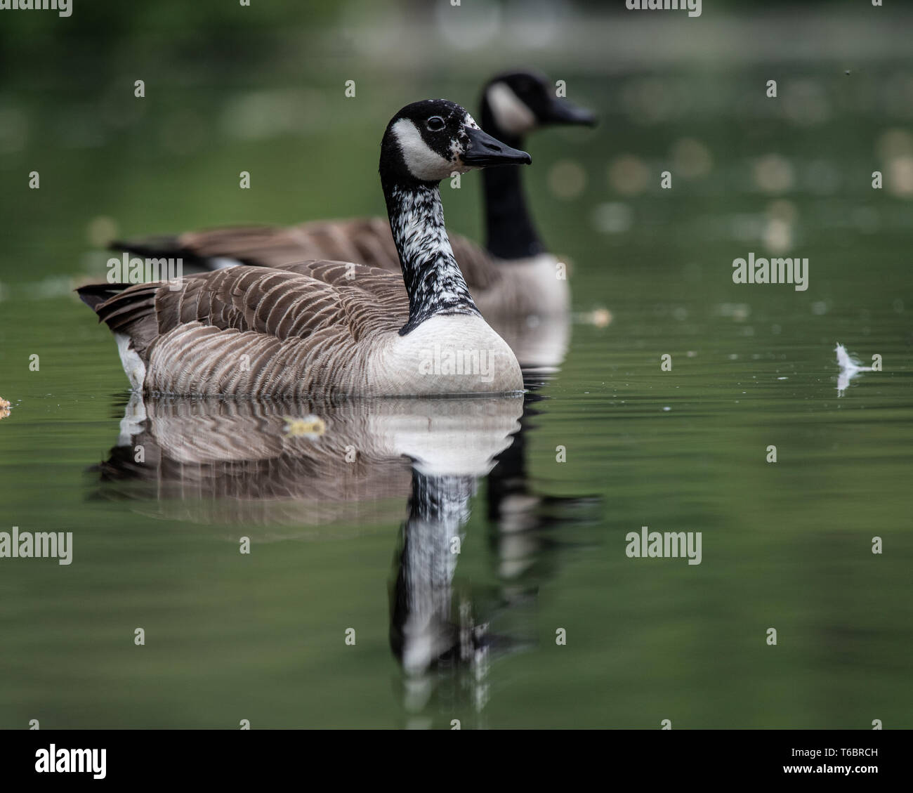 Female with mottled neck hi-res stock photography and images - Alamy