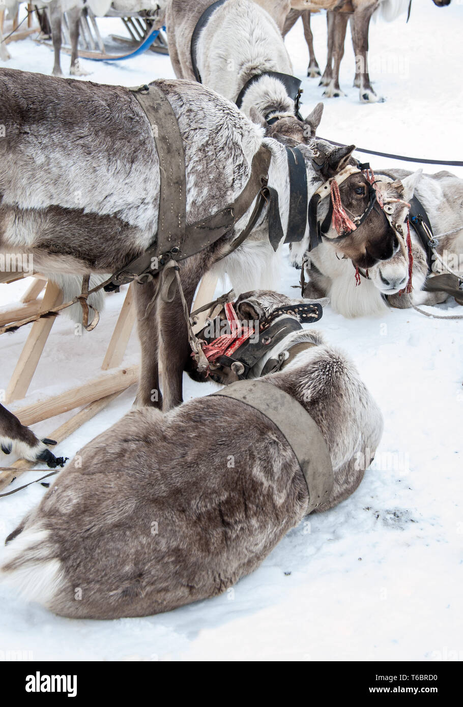 Reindeers in a team Stock Photo - Alamy