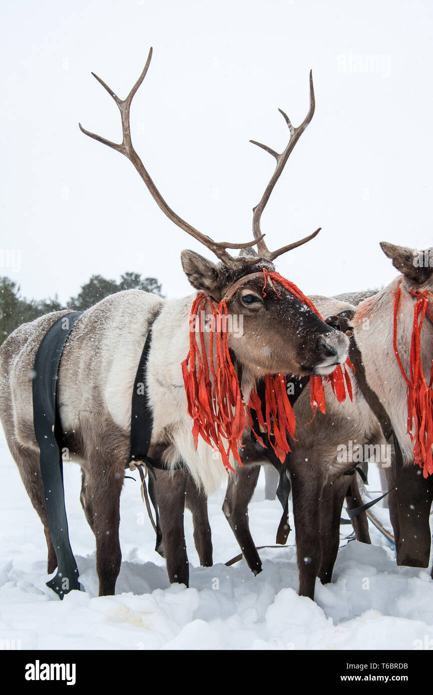 Team of reindeers hi-res stock photography and images - Alamy