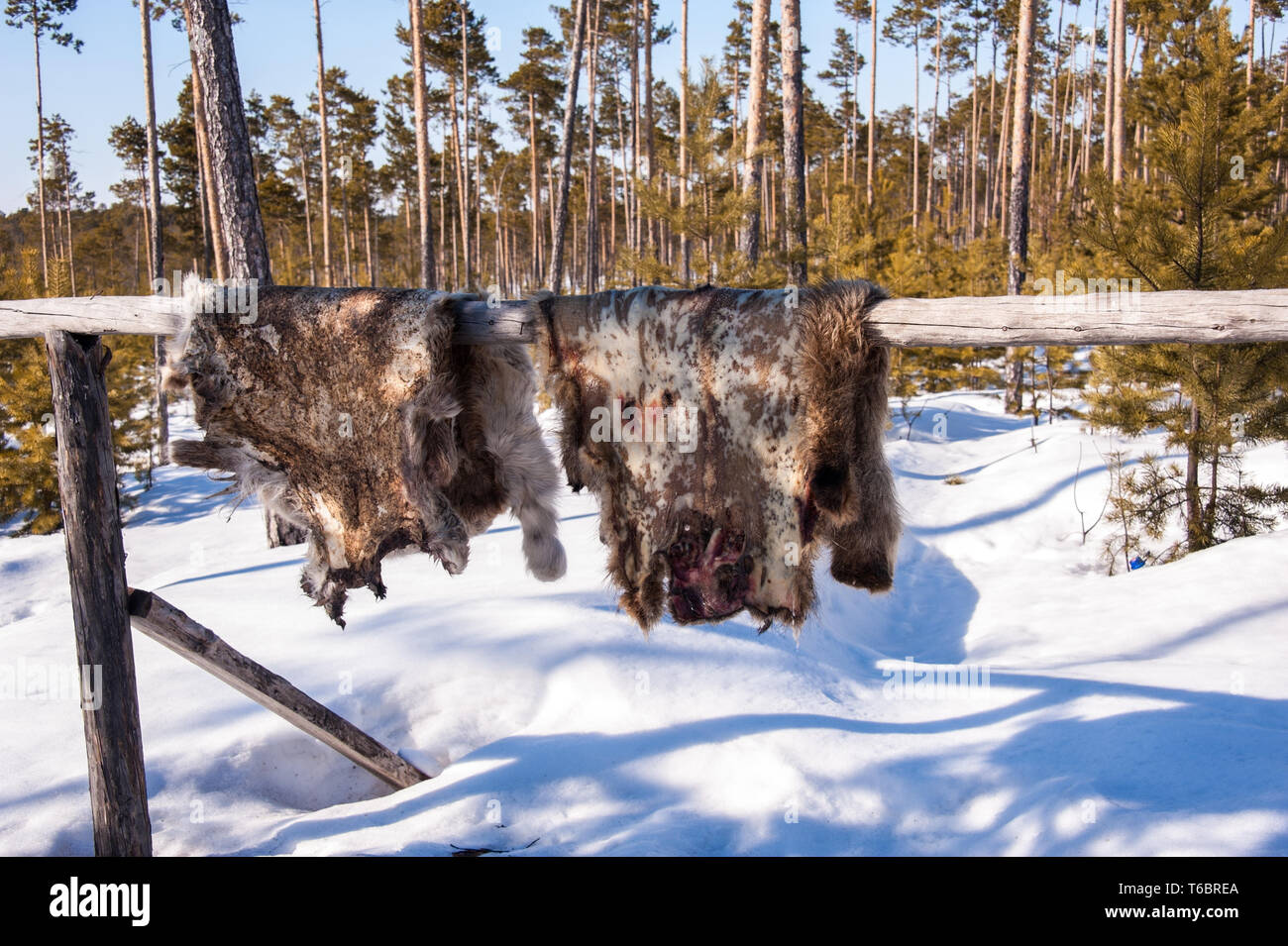 Reindeer pelt drying Stock Photo - Alamy