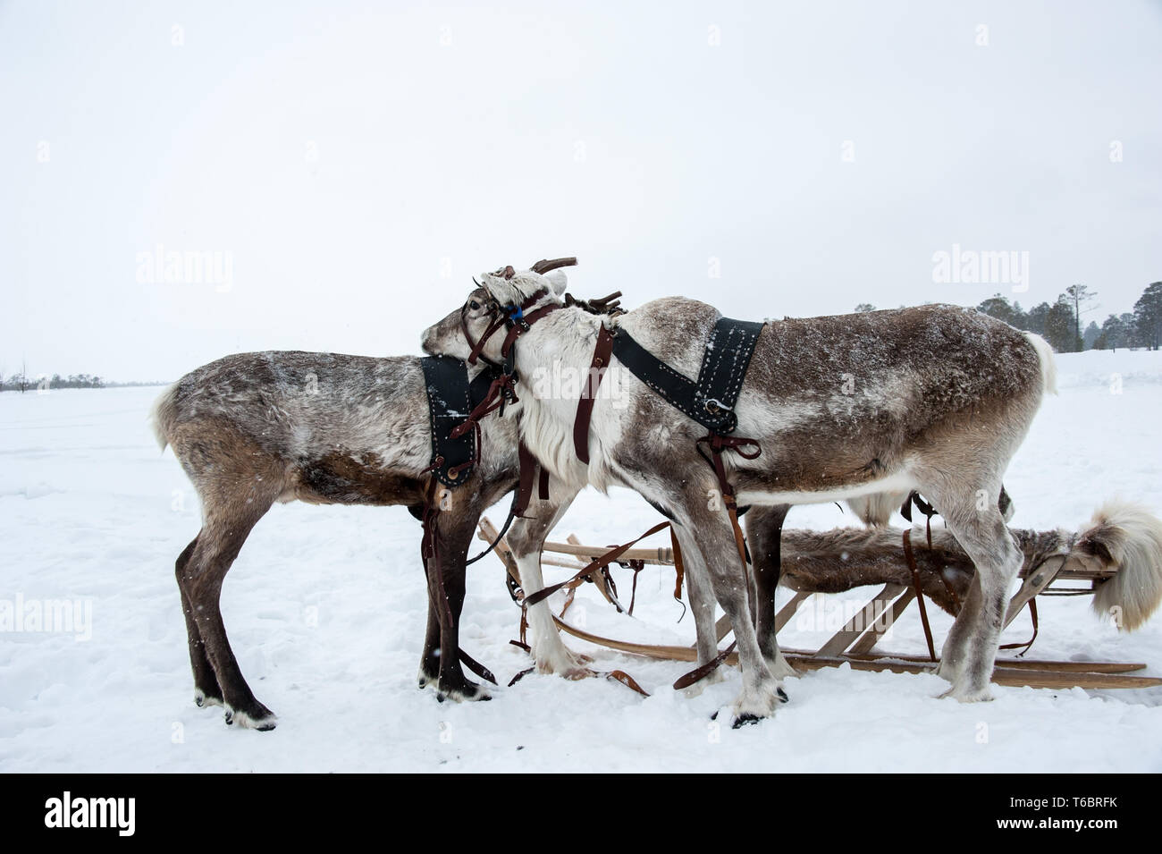 Team of reindeers hi-res stock photography and images - Alamy
