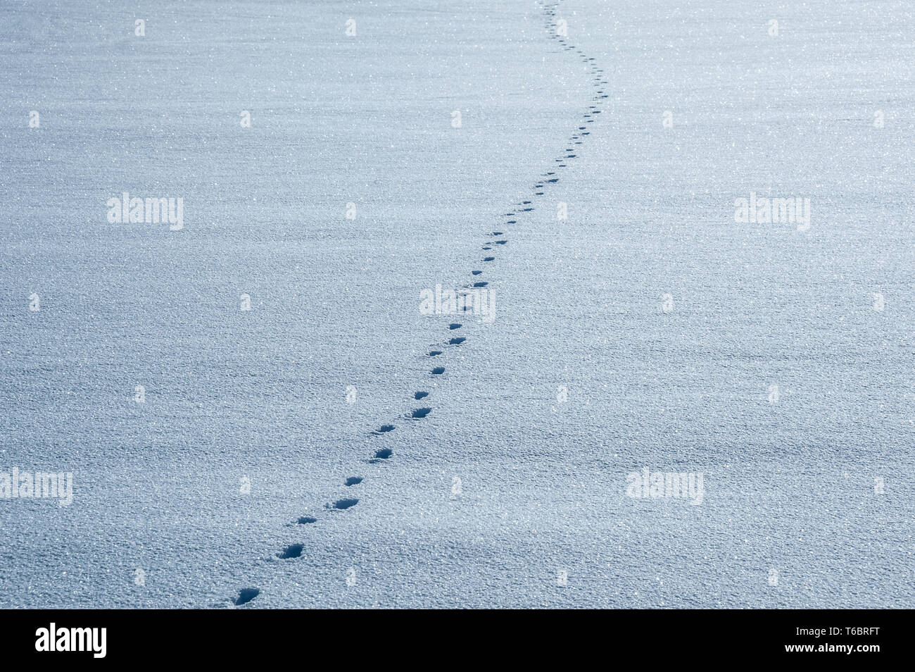 Snowbound footprints hi-res stock photography and images - Alamy