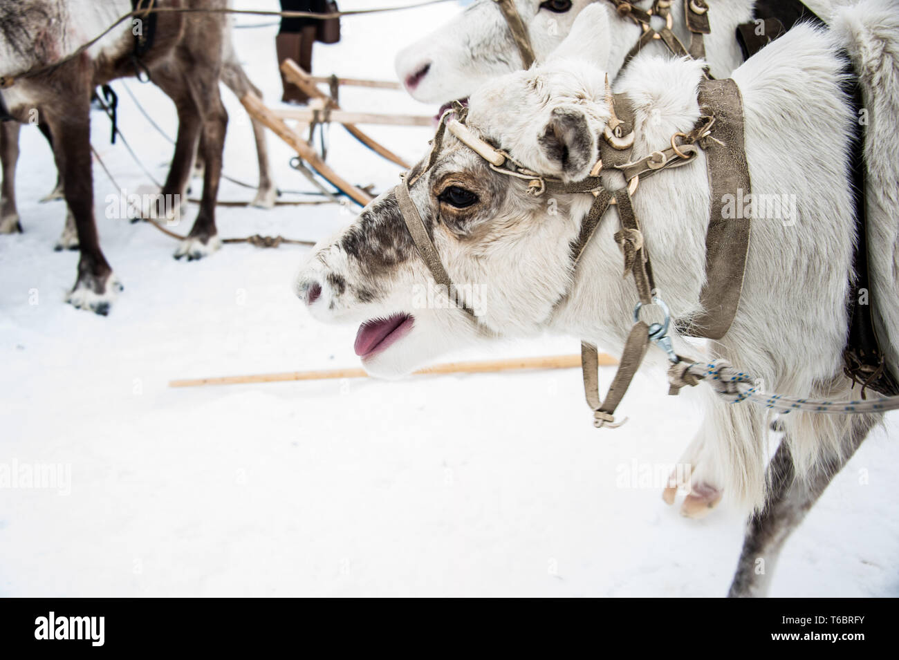 Deer team hi-res stock photography and images - Alamy