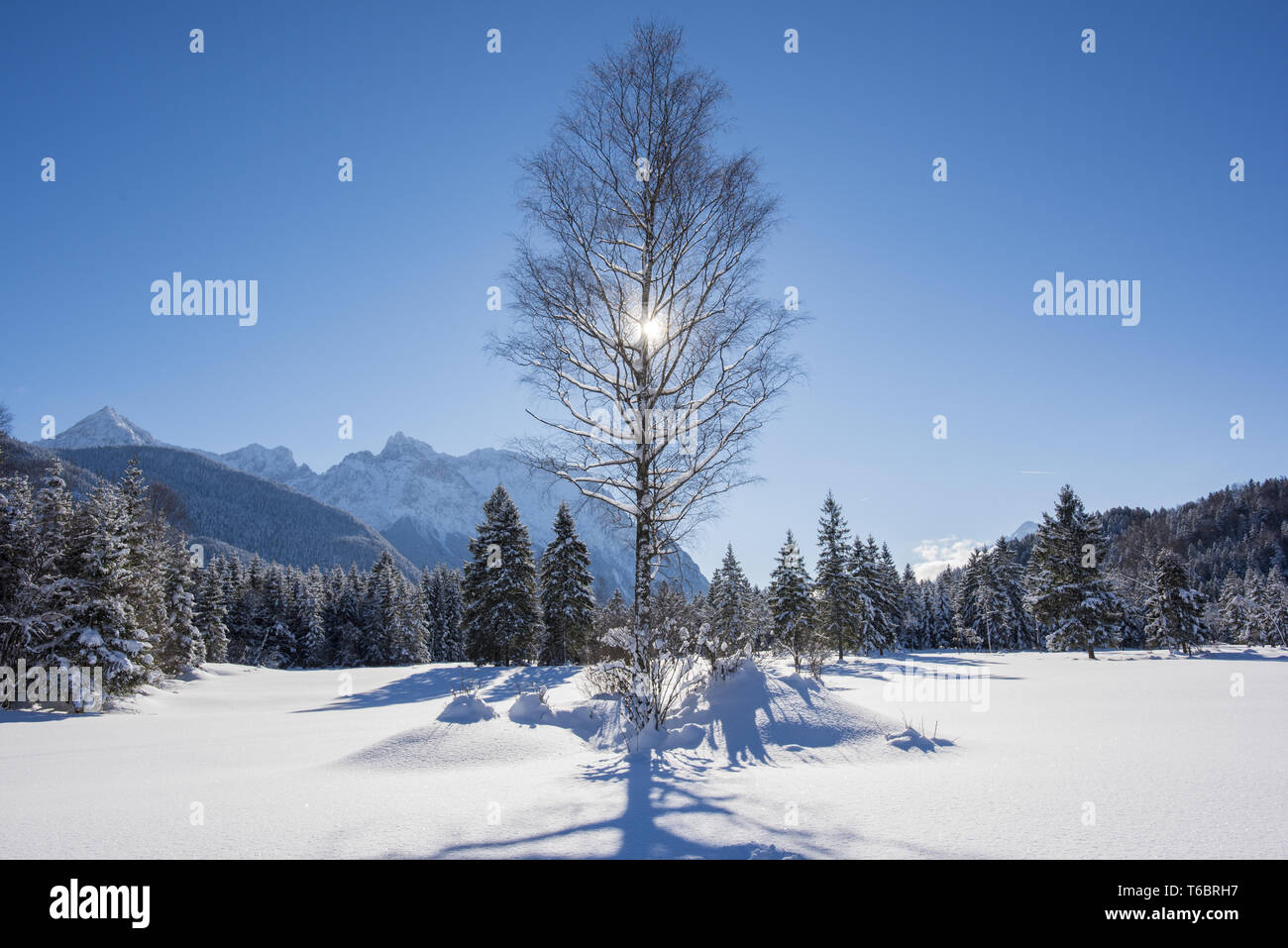 single tree at winter with sun in backlight Stock Photo - Alamy