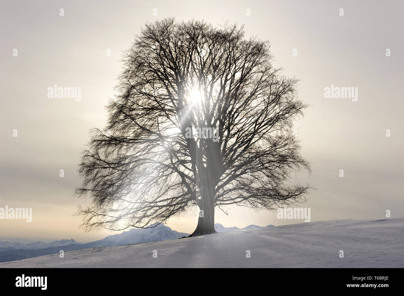 Bich Tree High Resolution Stock Photography and Images - Alamy