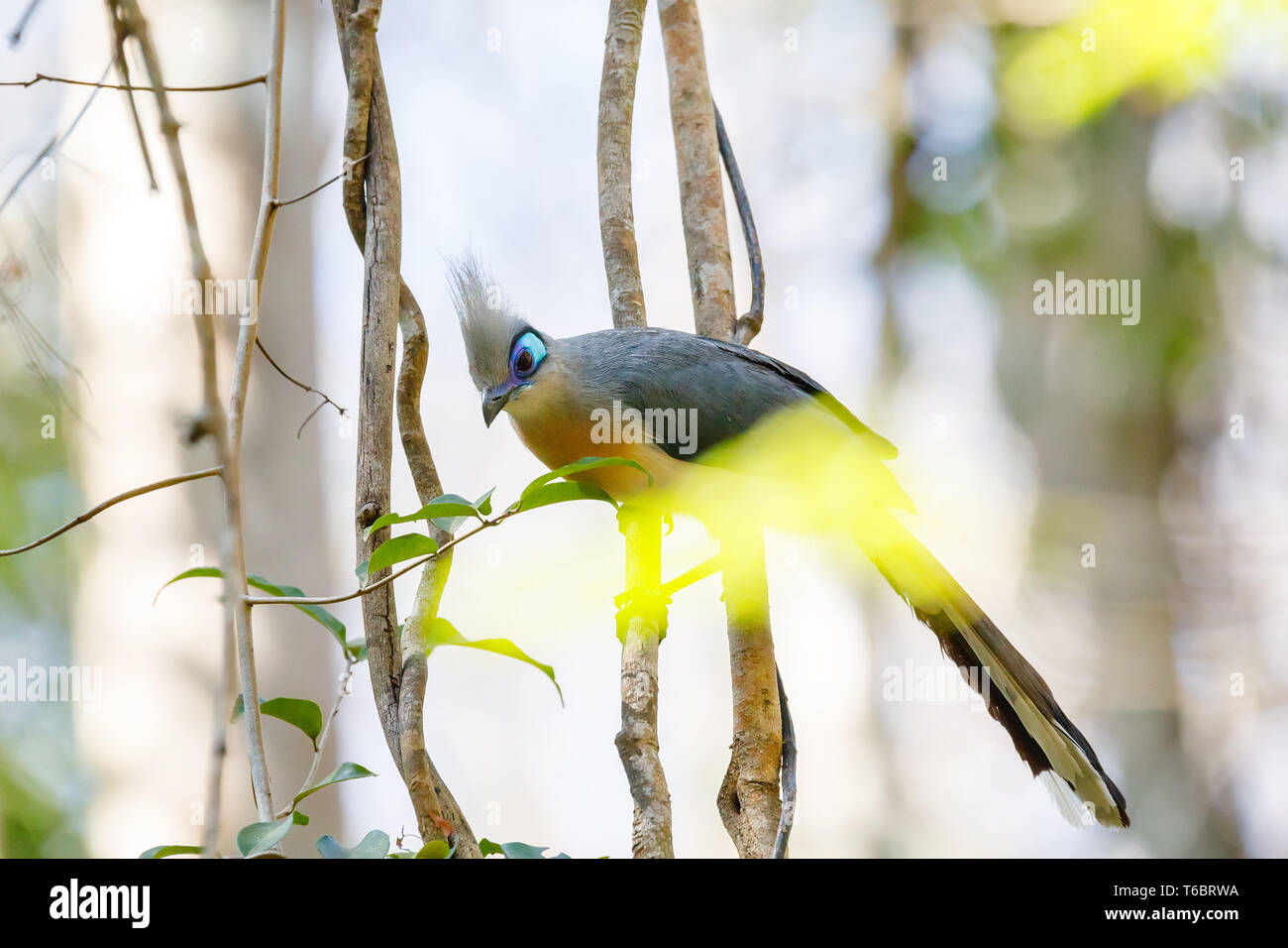 Crested coua bird (Coua cristata) Madagascar Stock Photo - Alamy