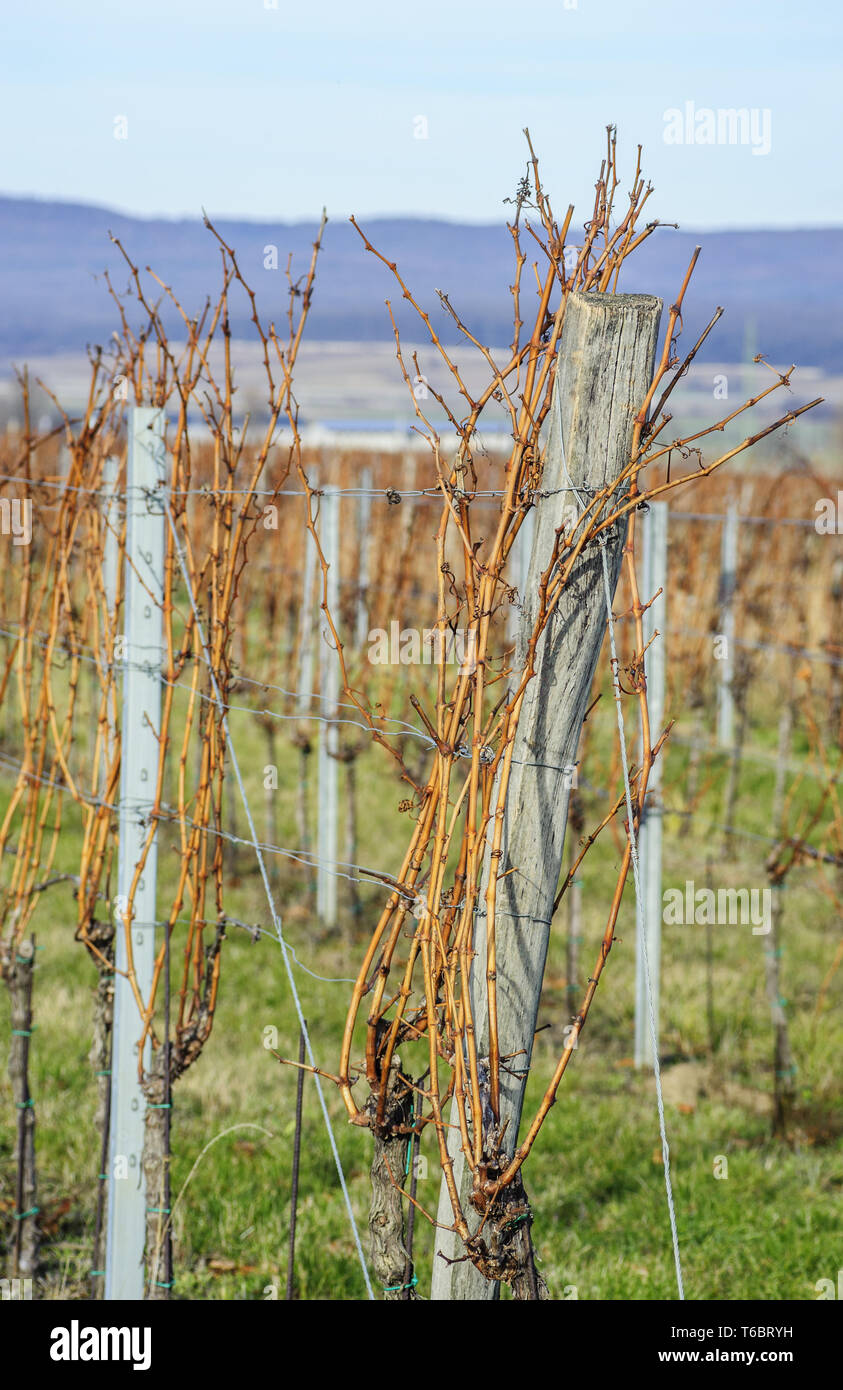 Rebenerziehung hi-res stock photography and images - Alamy