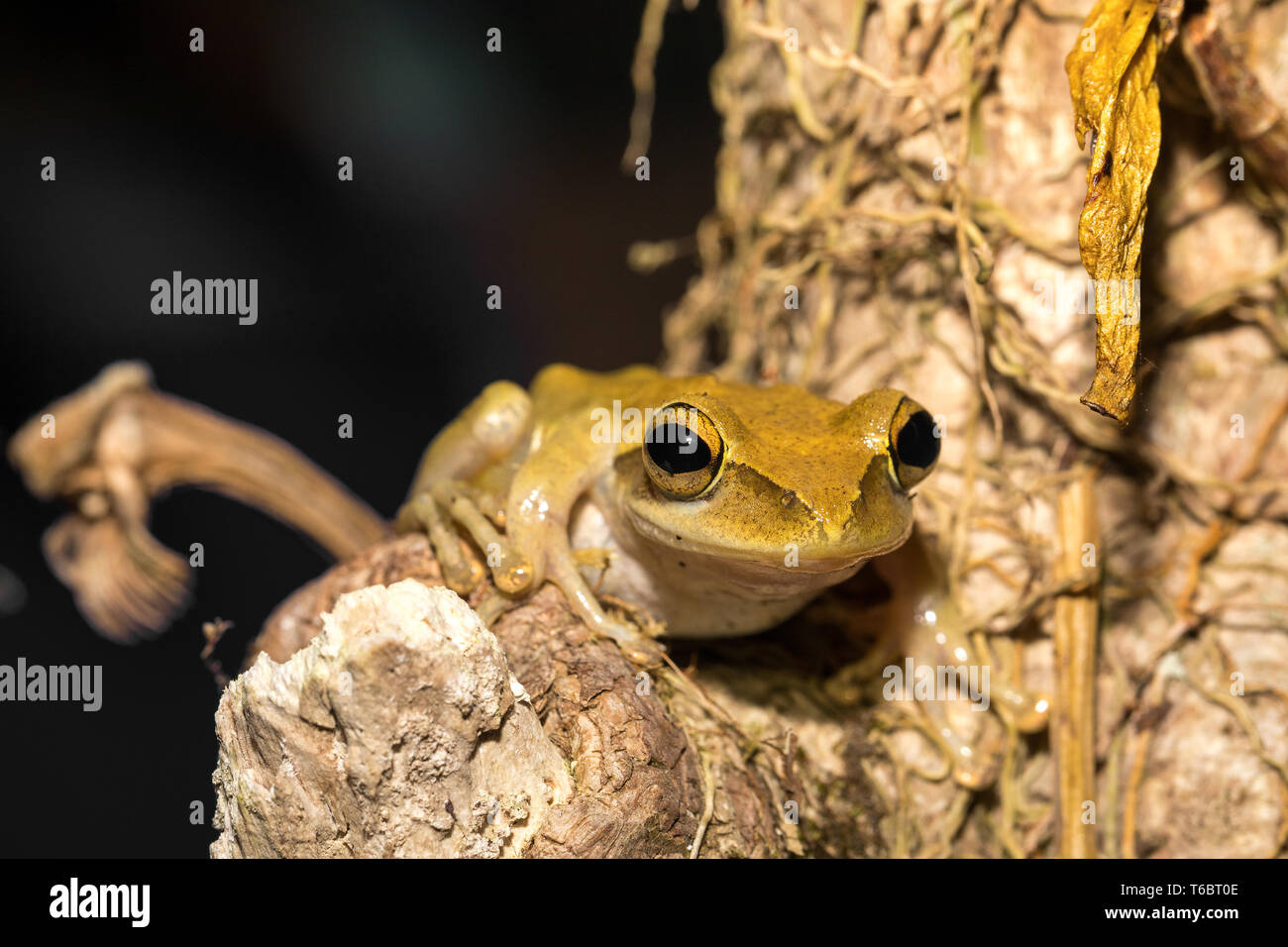 Beautiful frog Boophis rhodoscelis Madagascar Stock Photo - Alamy