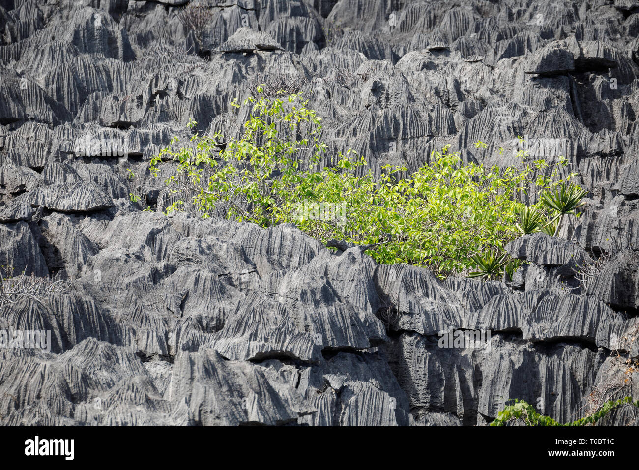Tsingy rock formations in Ankarana, Madagascar Stock Photo - Alamy