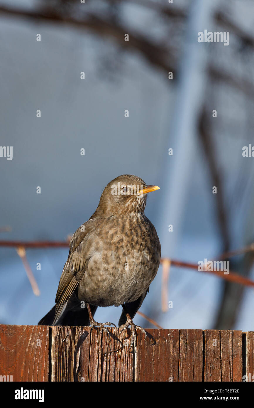 female of Common blackbird bird Stock Photo - Alamy