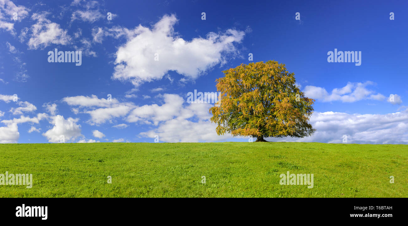big old beech tree in meadow with panorama Stock Photo - Alamy