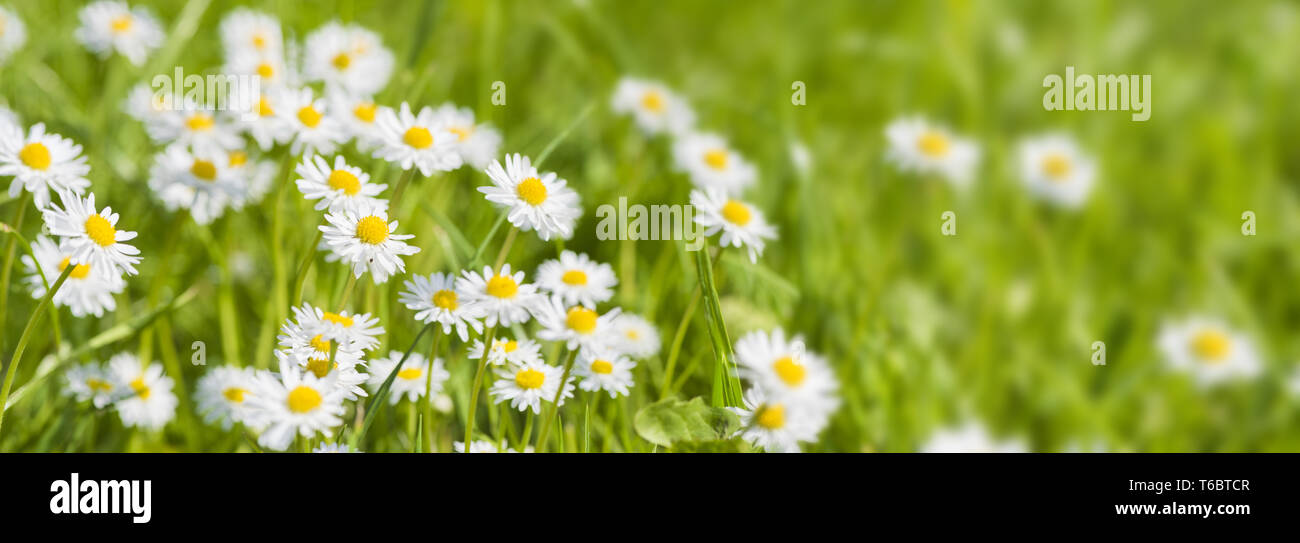 Beautiful daisies grow wild hi-res stock photography and images - Alamy