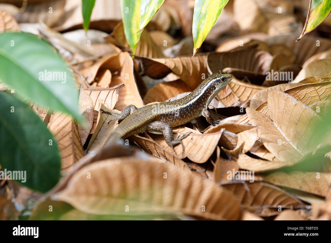 Madagascar girdled lizard (Zonosaurus madagascariensis Stock Photo - Alamy