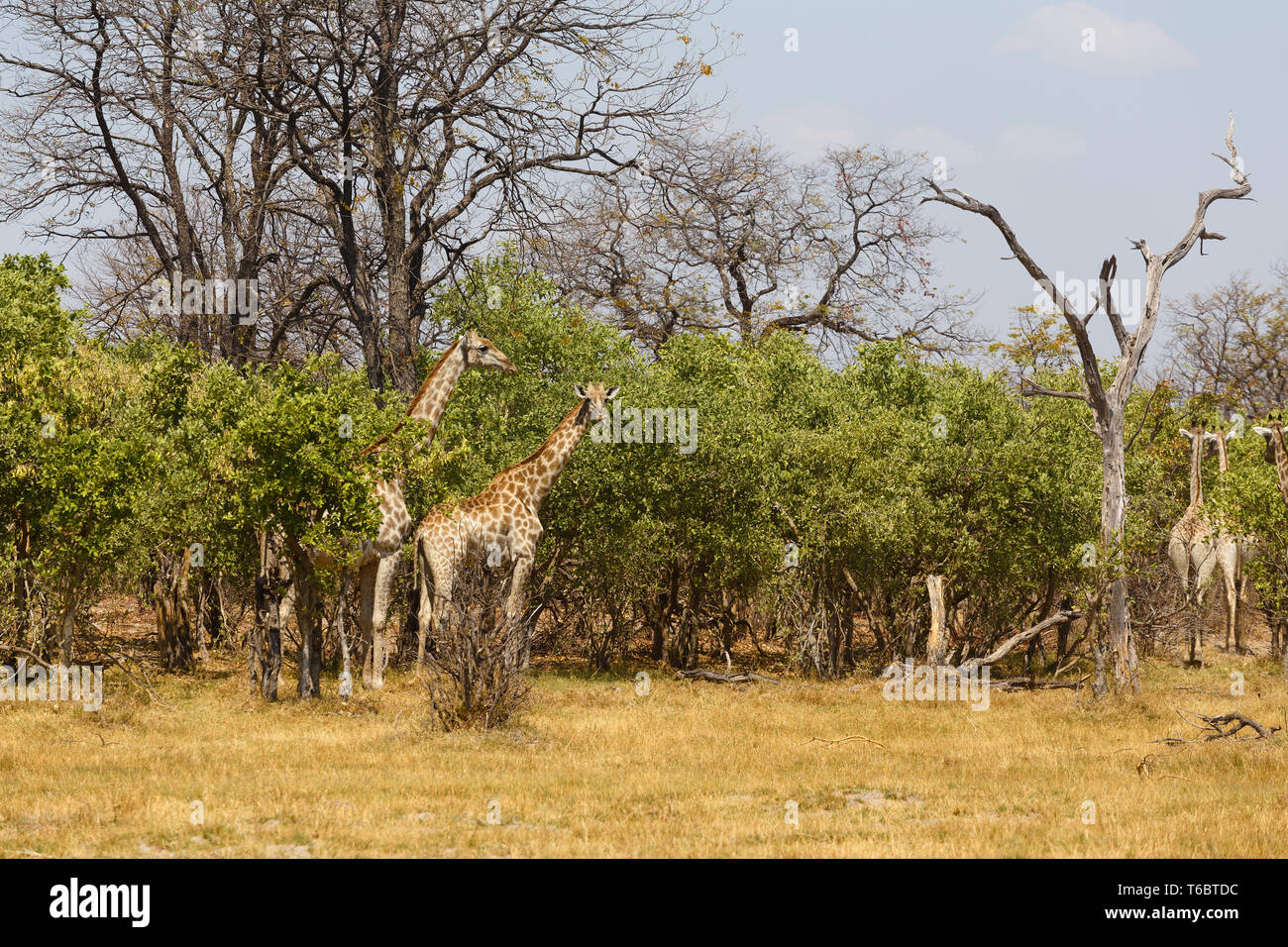 Adult giraffe grazing on tree hi-res stock photography and images - Alamy