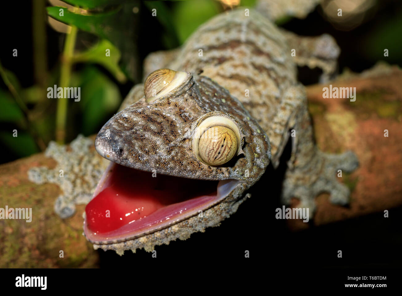 Giant Leaf-tail Gecko, Uroplatus fimbriatus, Madagascar Stock Photo - Alamy