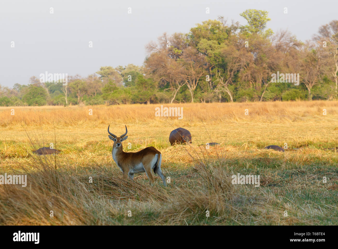 southern lechwe in Okavango, Botswana, Africa Stock Photo - Alamy