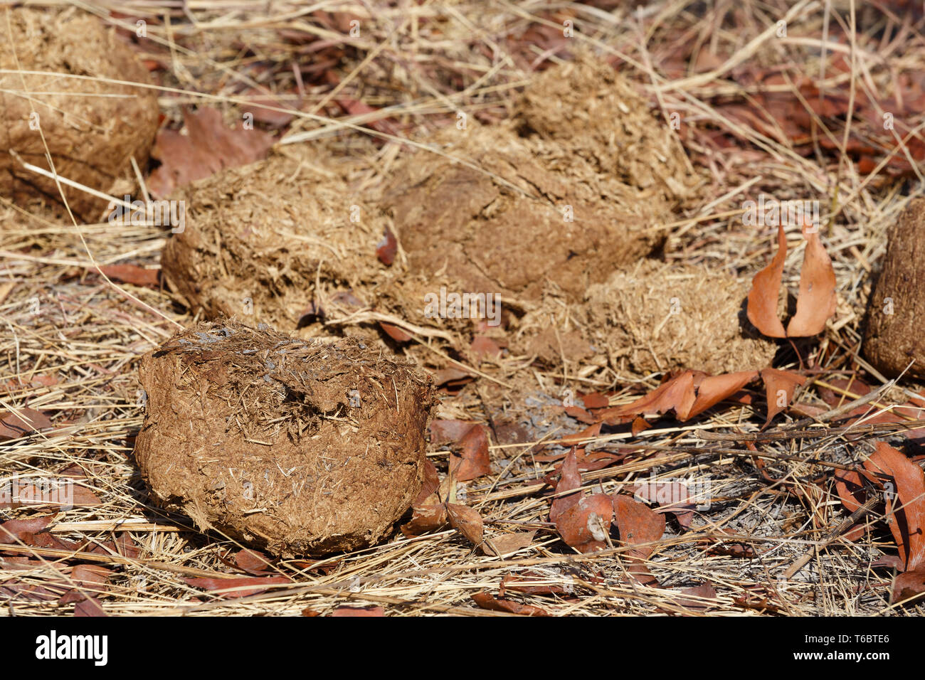 Elephant faeces hi-res stock photography and images - Alamy