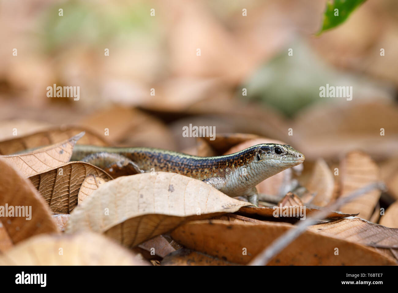 Madagascar girdled lizard (Zonosaurus madagascariensis Stock Photo - Alamy