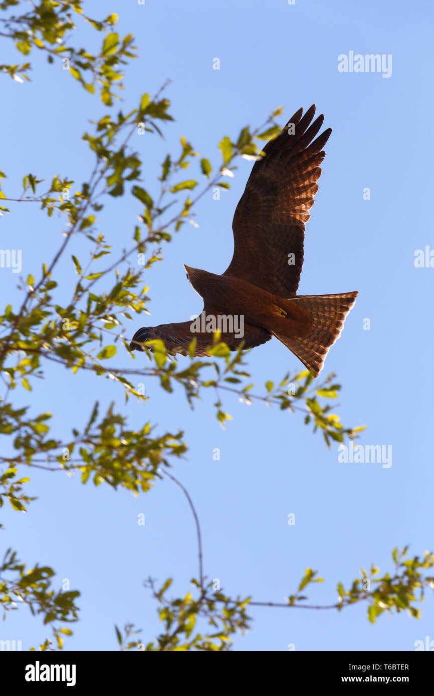 flying predator bird falcon, okavango, Botswana Stock Photo - Alamy