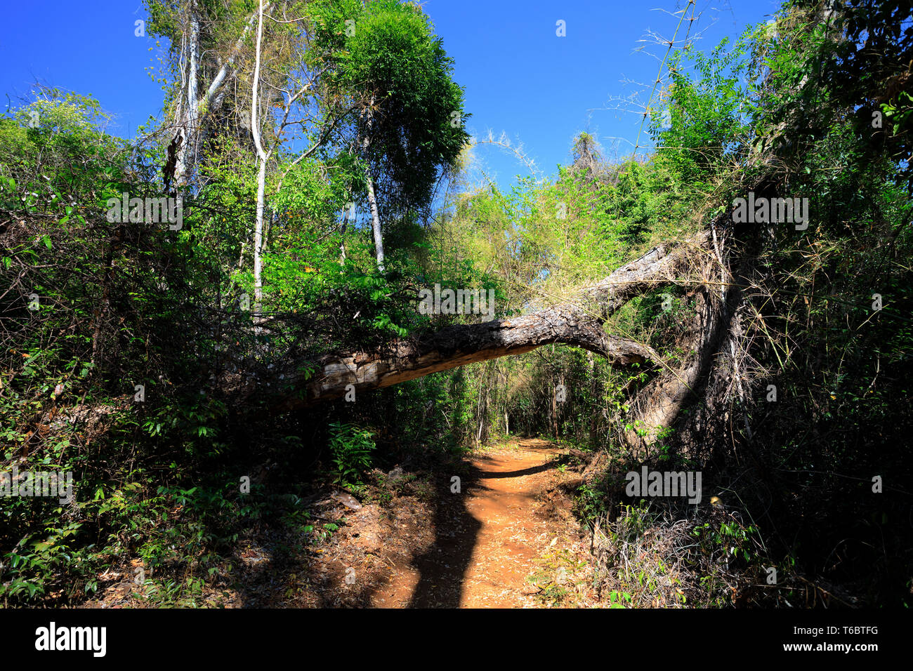 Madagascar dry hi-res stock photography and images - Alamy