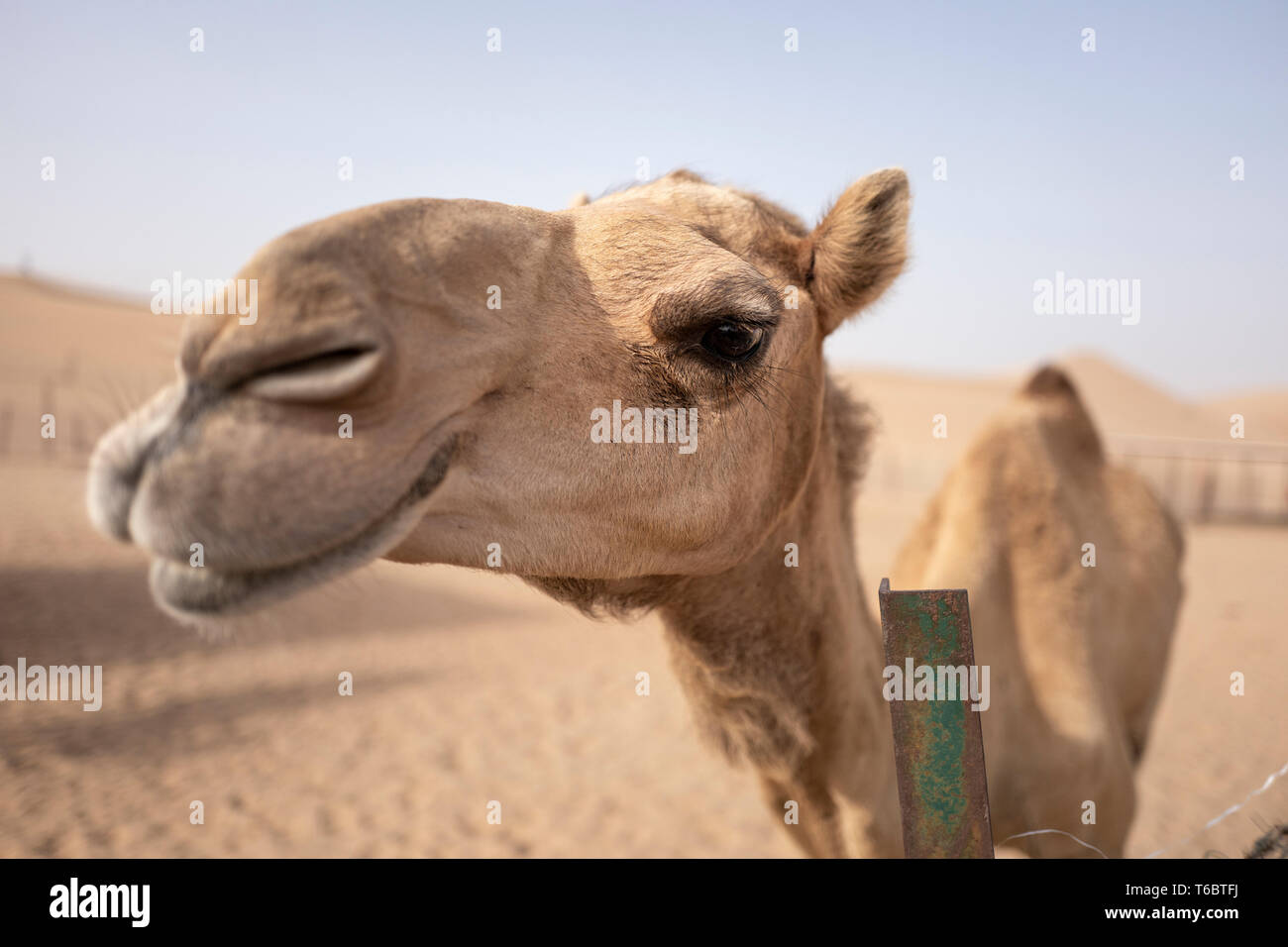 Arabian dromedary camel in Abu Dhabi, UAE Stock Photo - Alamy