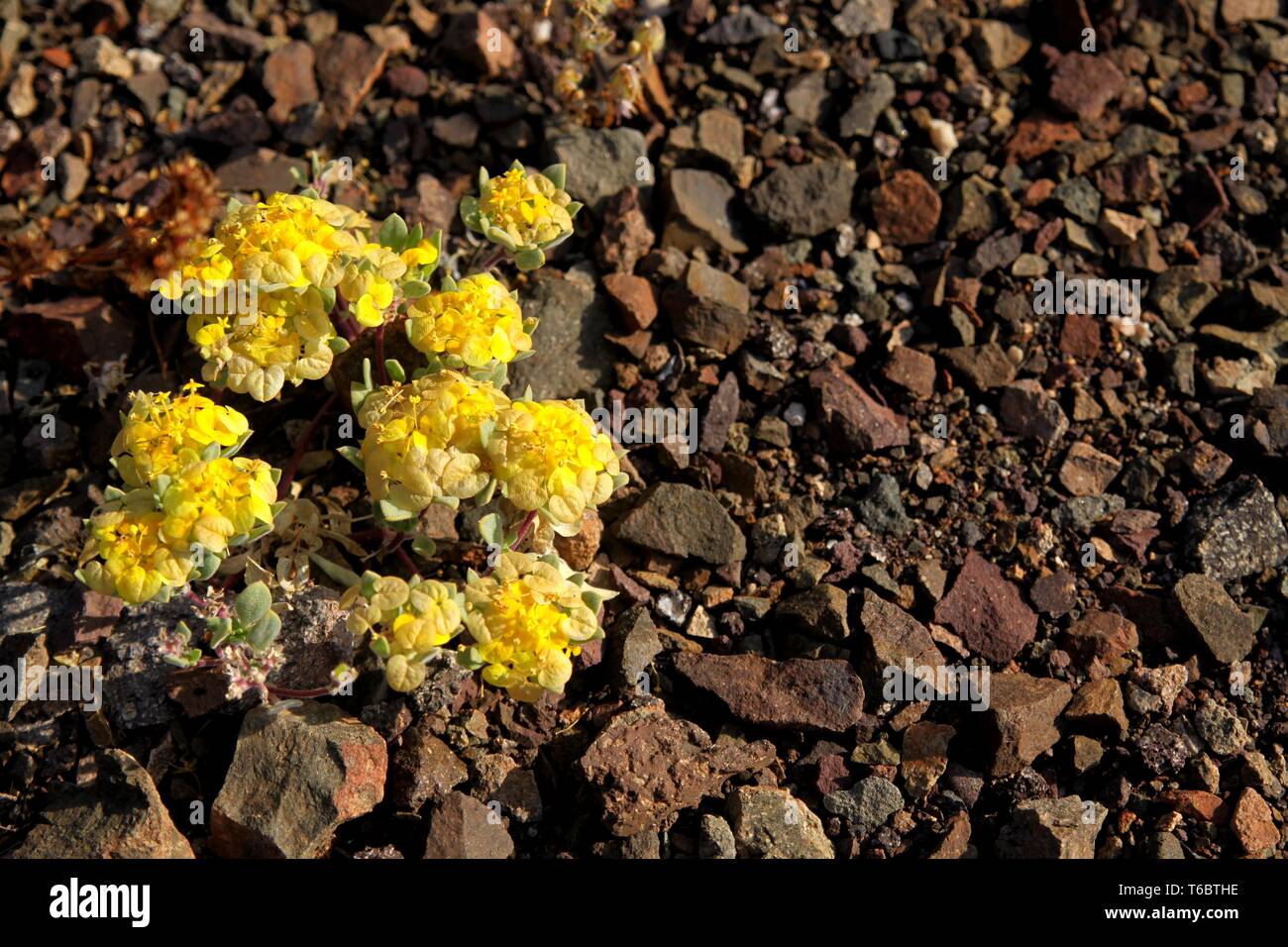 Yellow Rosita Cruckshaksia verticillata flower growing on dry ground of ...