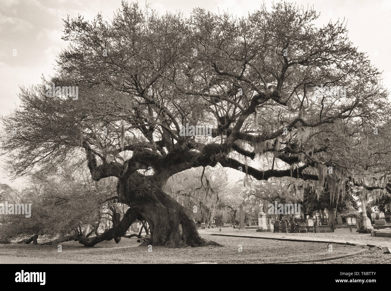 Grandfather Tree at Middleton Cemetery in Charleston, South Carolina ...