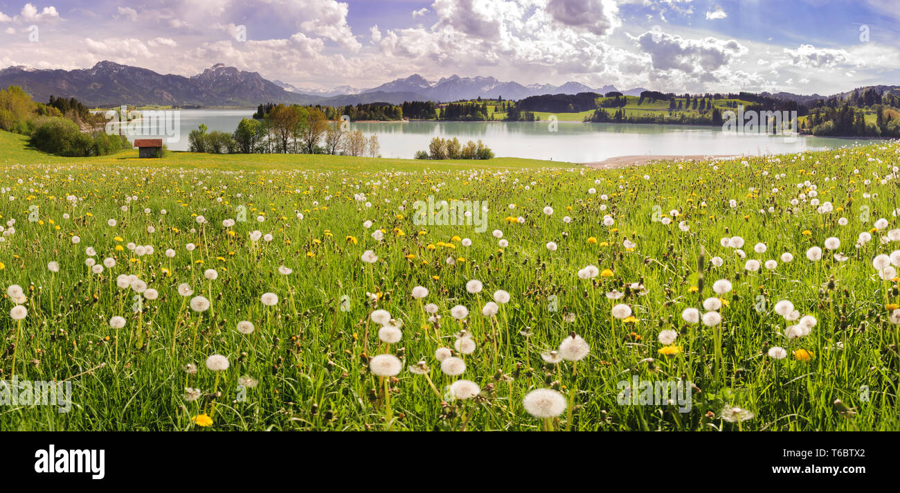 panorama landscape in Bavaria with alps mountains and lake with flowers ...