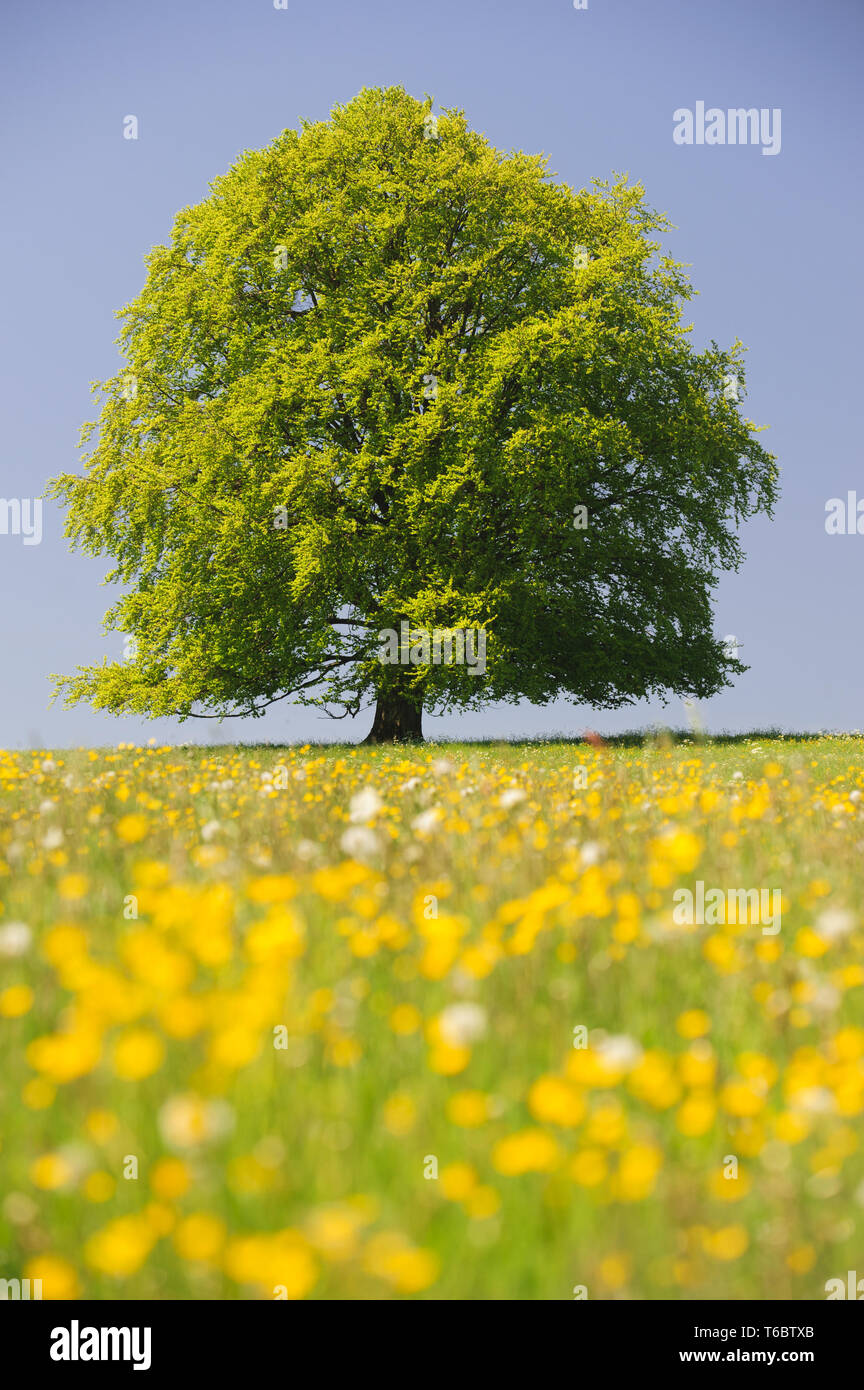 big old and single beech tree at spring in meadow Stock Photo - Alamy