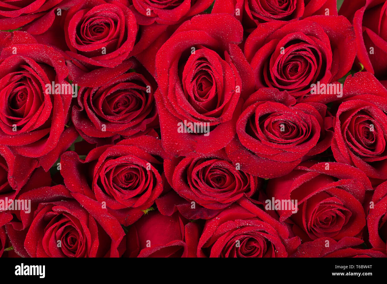 fresh red roses background Stock Photo - Alamy