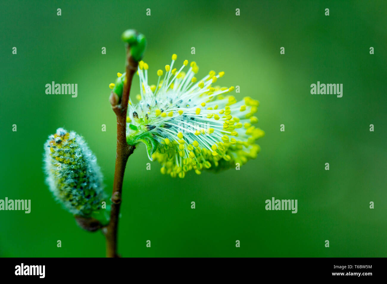 Close-up, macro photography of fluffy, blooming willow catkins Stock ...
