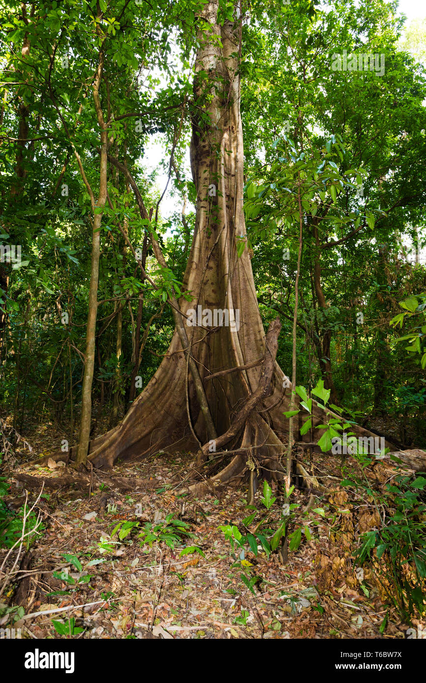 jungle in Tangkoko National Park, Indonesia Stock Photo - Alamy