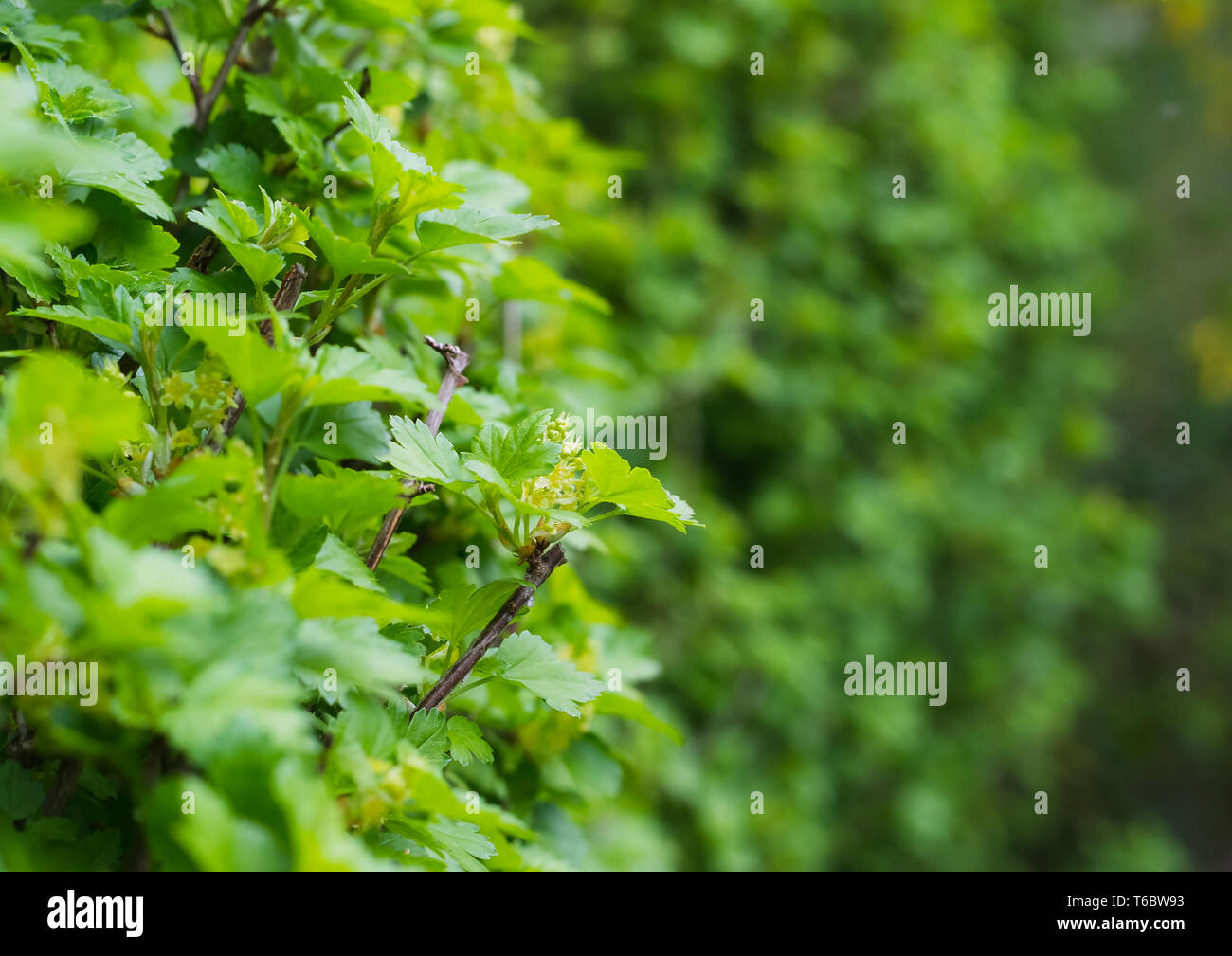Fresh new foliage hi-res stock photography and images - Alamy