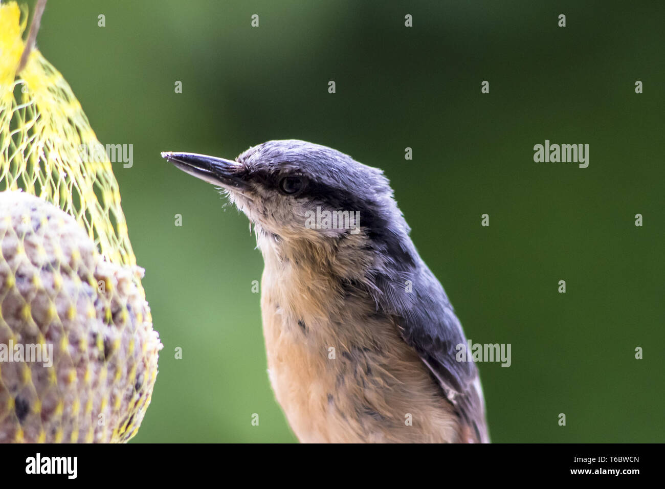 Eurasian nuthatch, Sitta europaea Stock Photo - Alamy