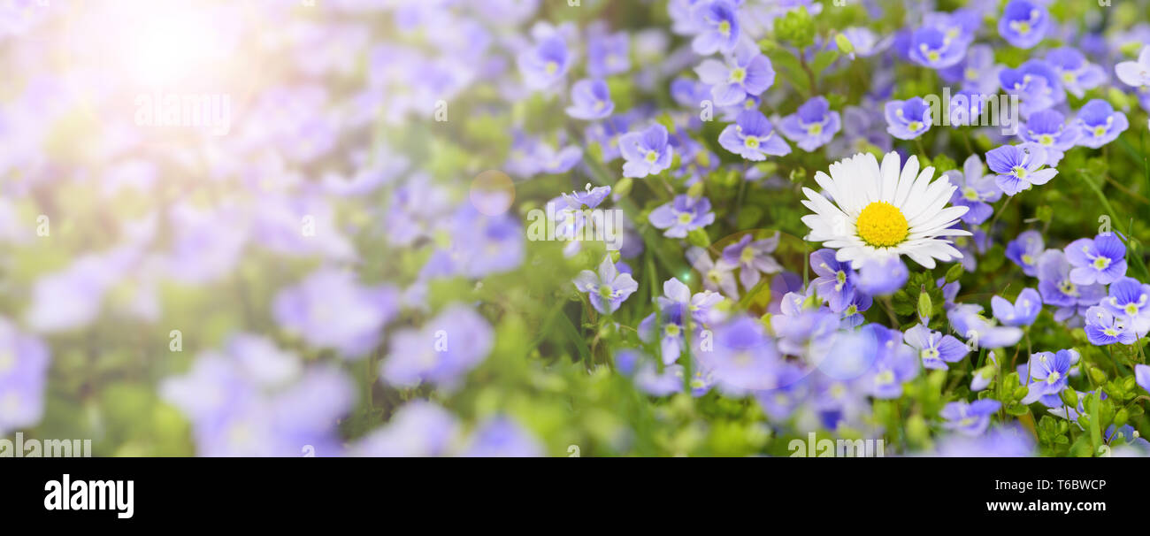 Meadow with spring flowers hi-res stock photography and images - Alamy