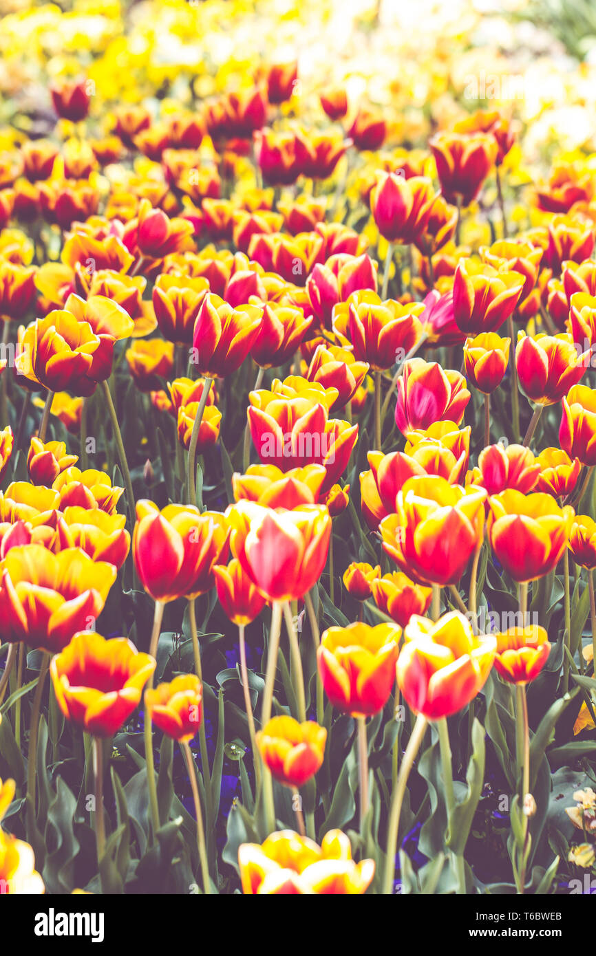 Tulip blooming season in the Netherlands, Europe Stock Photo - Alamy