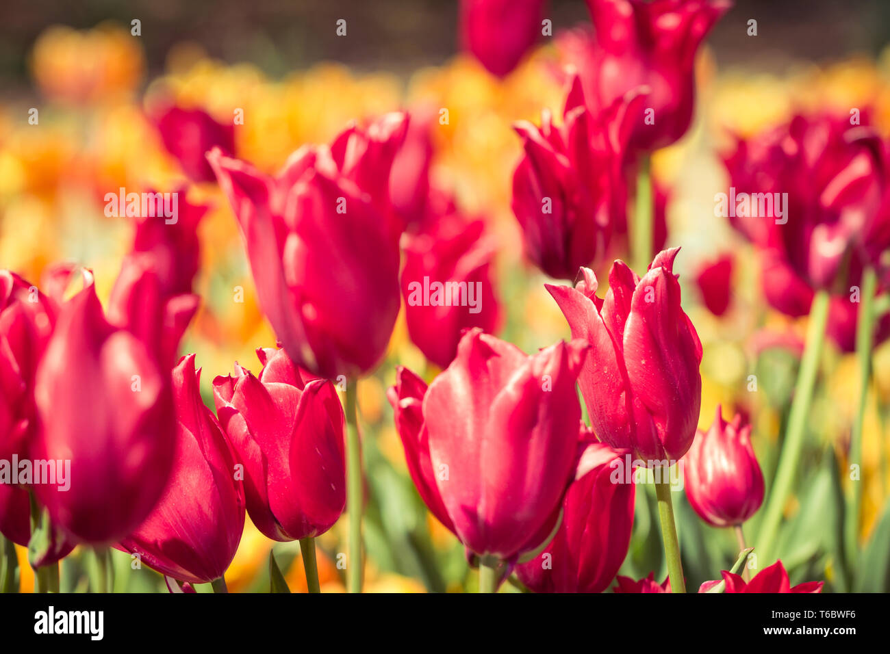 Tulip blooming season in the Netherlands, Europe Stock Photo - Alamy