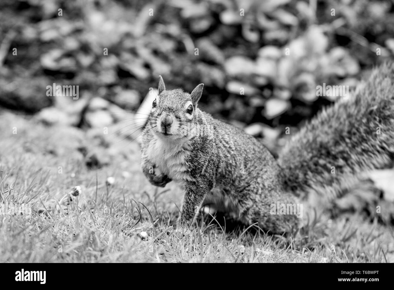 Black white photo eastern hi-res stock photography and images - Alamy