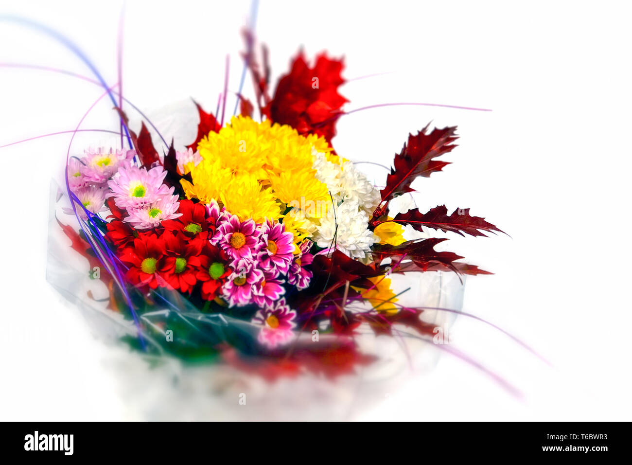 Blossoming red roses hi-res stock photography and images - Alamy