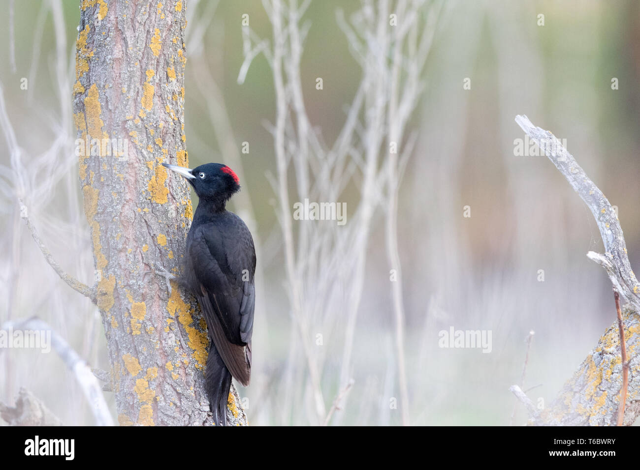 Black woodpecker hi-res stock photography and images - Alamy