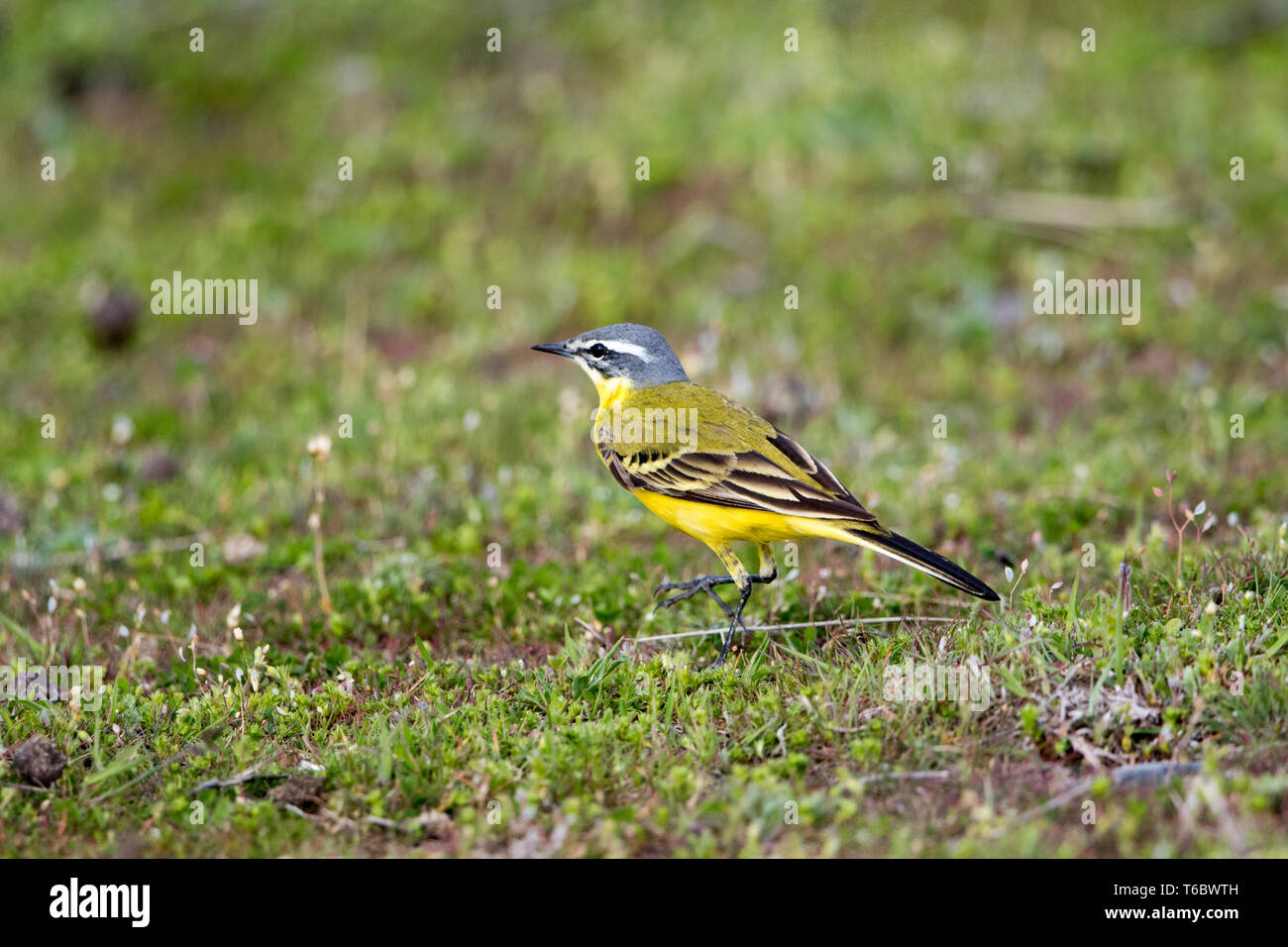 Eastern yellow wagtail hi-res stock photography and images - Alamy